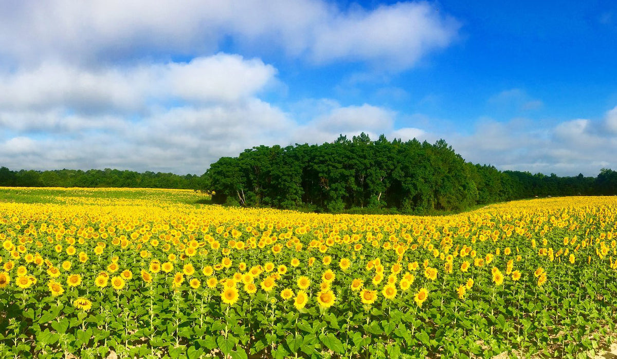 Sunflower Oil Benefits for Skin – Herb'N Eden